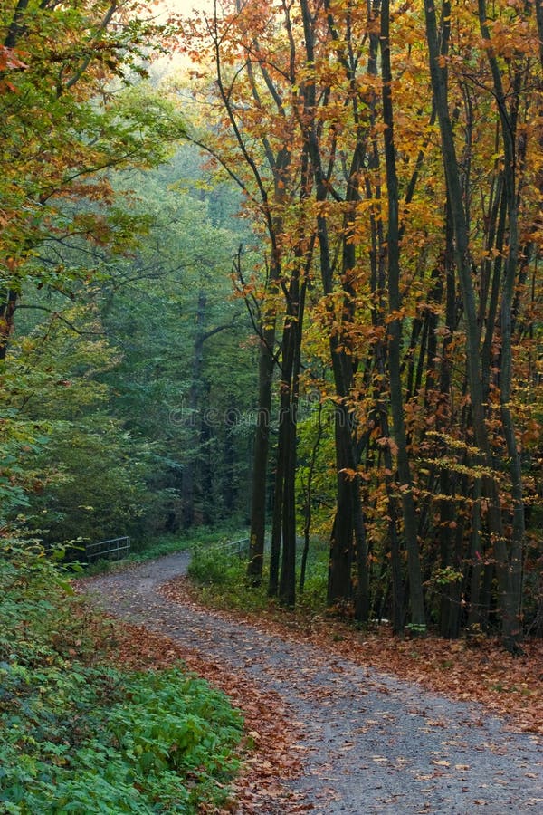 Autumn Pathway stock image. Image of mythical, forest - 6552151