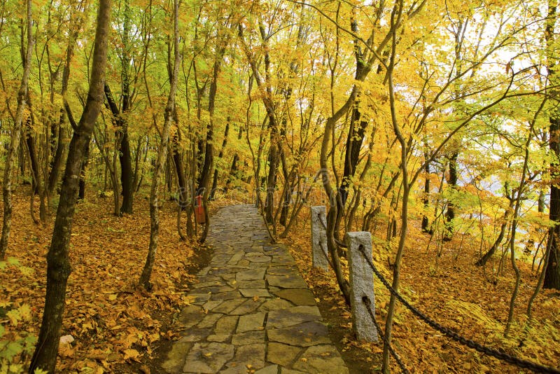 The forest trail stock photo. Image of pathway, wood - 35473556