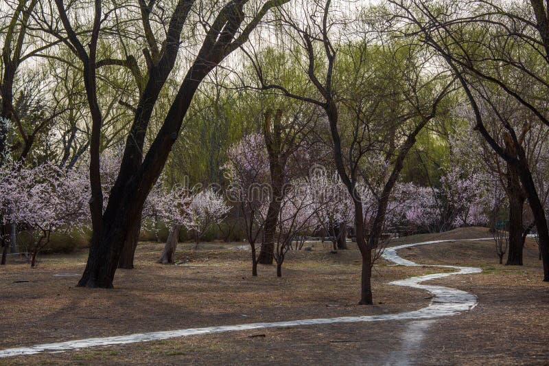 Beijing Summer Palace, Spring, China Stock Image - Image of blooming ...