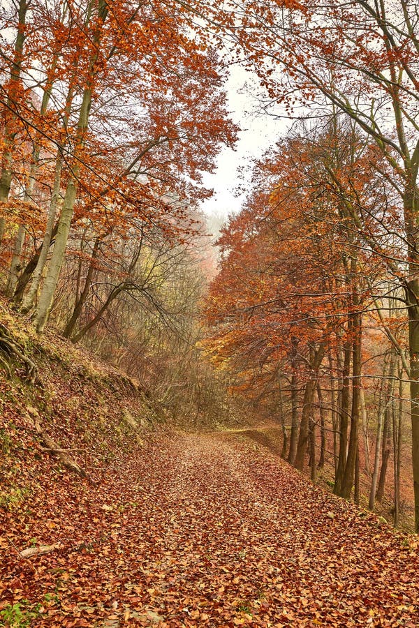 Autumn forest trail stock image. Image of landscape - 159873579