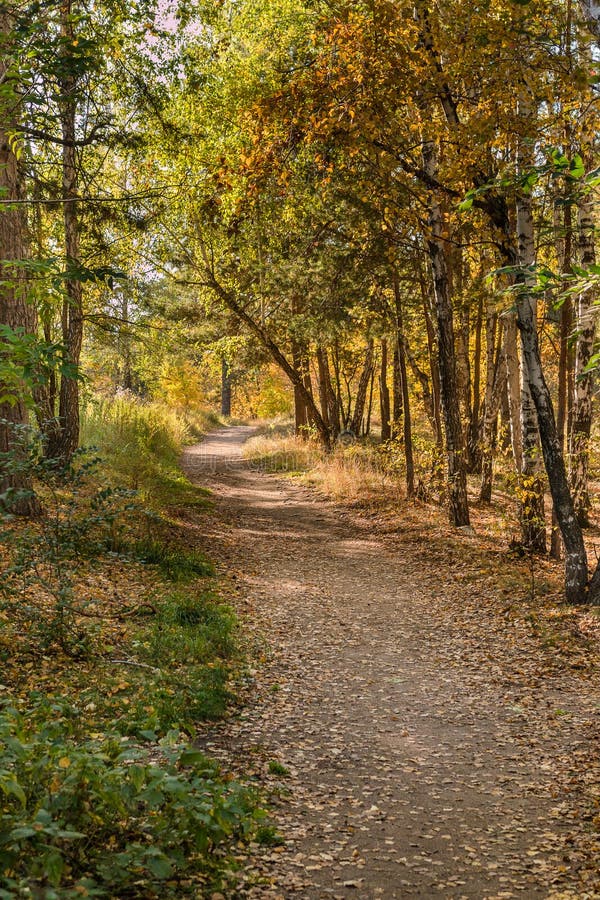 Forest trail stock photo. Image of plants, autumn, outdoors - 59764826