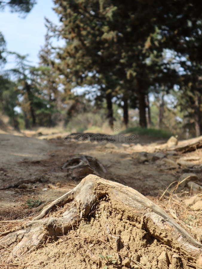 Forest Trail with Exposed Tree Roots Stock Image - Image of hiking ...