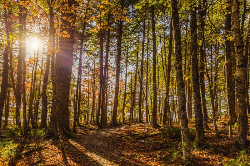 Forest Trail in Fall stock photo. Image of tranquil, botany - 61324486