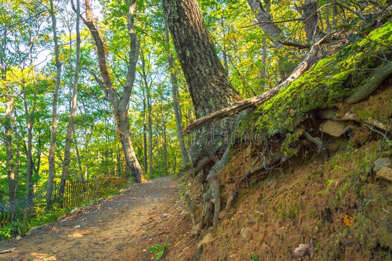 Forest Trail in the Fall stock image. Image of hiking - 93363133