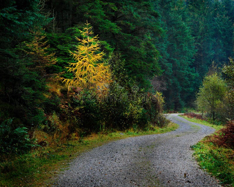 Forest Trail Gravel Road stock image. Image of road - 171033517