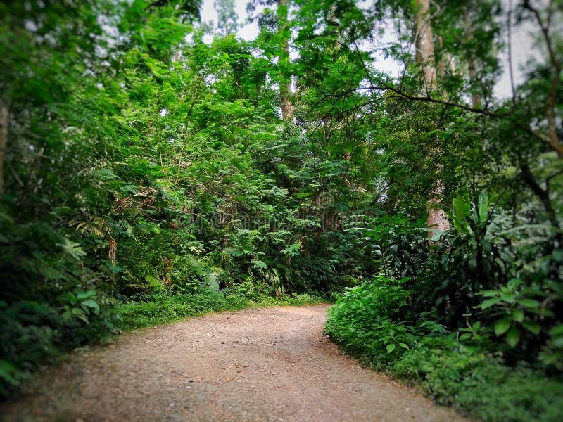 Forest Trail Gunung Gede Jungle Stock Photo - Image of trail, gunung ...