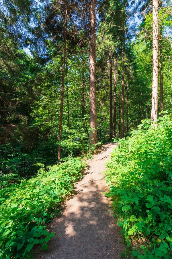 Forest Trail on the Hillside Stock Photo - Image of beauty, green ...