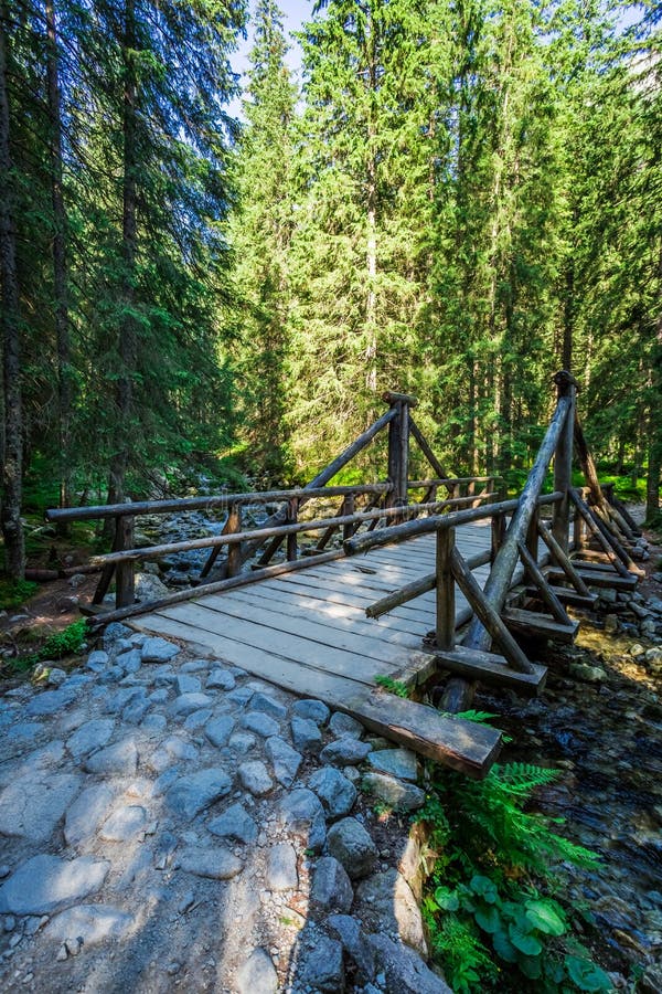 Forest Trail Leading Over a Bridge in Summer, Poland Stock Image ...