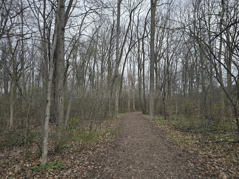 Forest Trail Lined with Bare Trees in Early Spring Stock Photo - Image ...