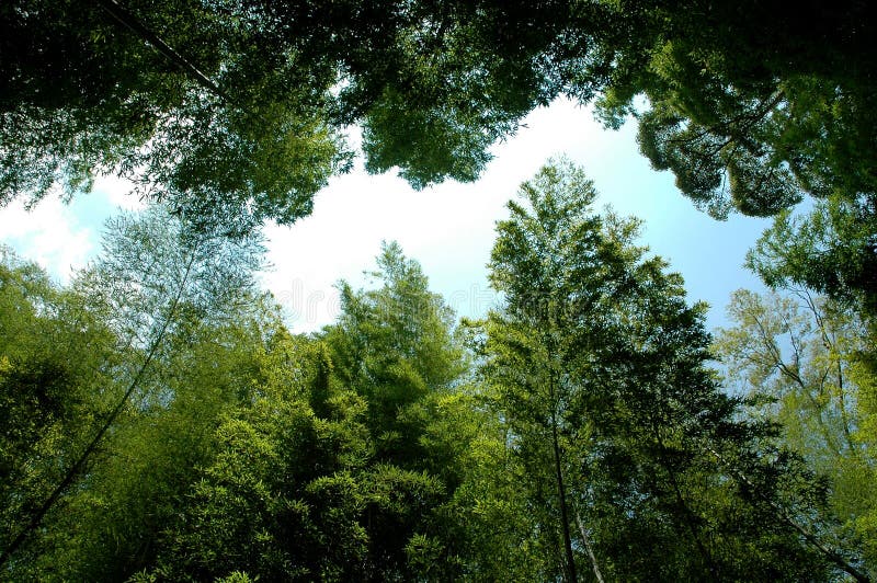 Forest trail stock image. Image of walking, environment - 38705175