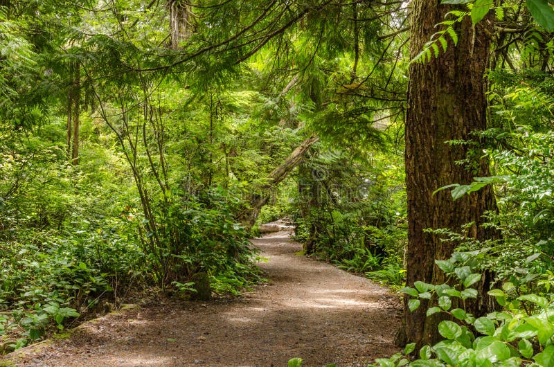 Forest trail stock image. Image of national, grass, pacific - 48289417