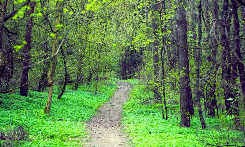 Forest Trail. the Path through the Spring Forest Stock Image - Image of ...