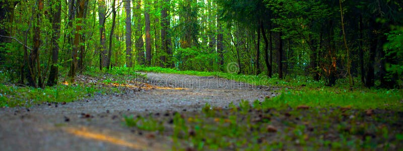 Forest Trail. the Path through the Spring Forest Stock Image - Image of ...