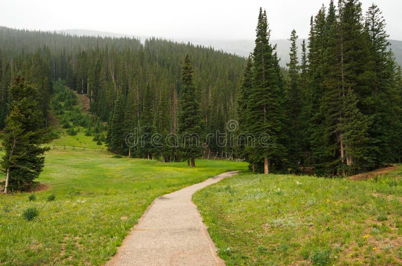 Forest Trail stock image. Image of green, plant, evergreen - 39831621