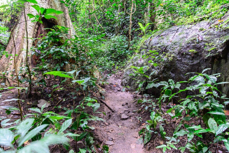 Forest Trail Pathway for Running in National Park Stock Image - Image ...