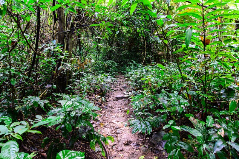 Forest Trail Pathway for Running in National Park Stock Image - Image ...