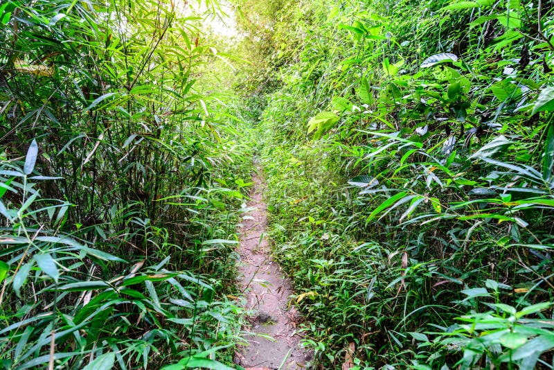 Forest Trail Pathway for Running in National Park Stock Photo - Image ...