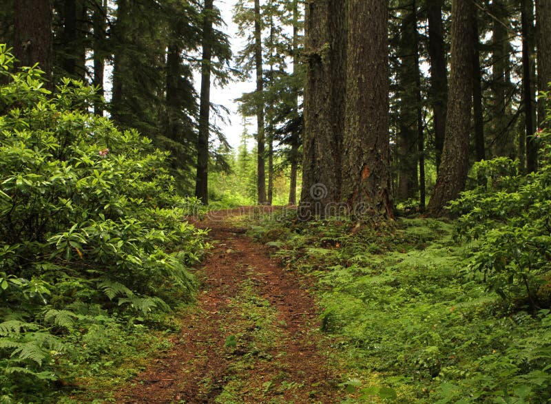 Forest Trail stock photo. Image of shrubs, cover, conifers - 65643926