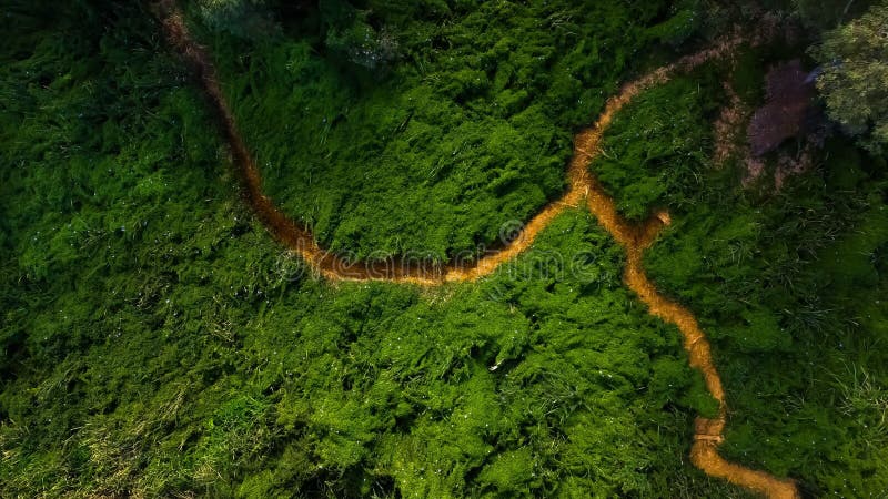 Forest Trail in Perth Western Australia, Aerial Stock Photo - Image of ...