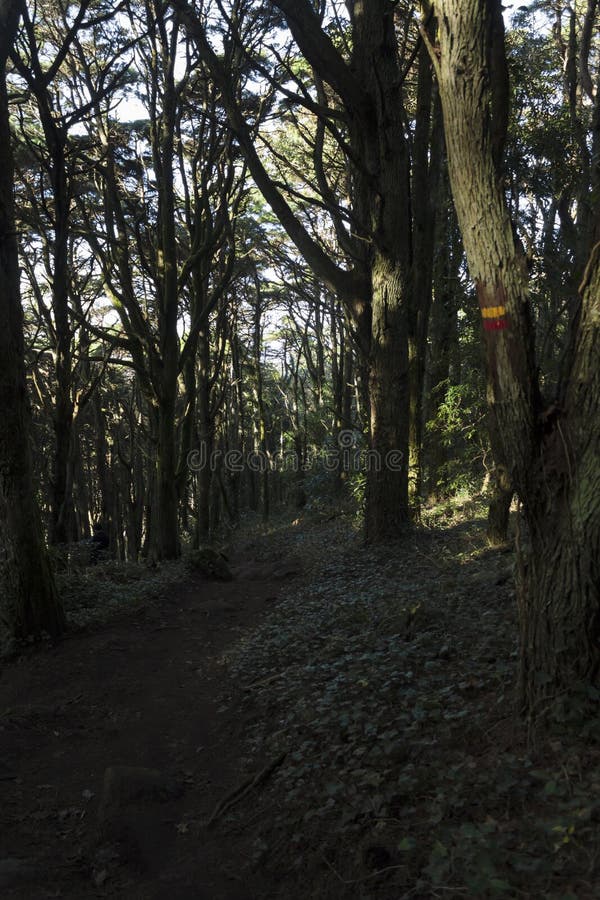 Forest Trail with Right Path Marking Sign on Tree Trunk Stock Image ...