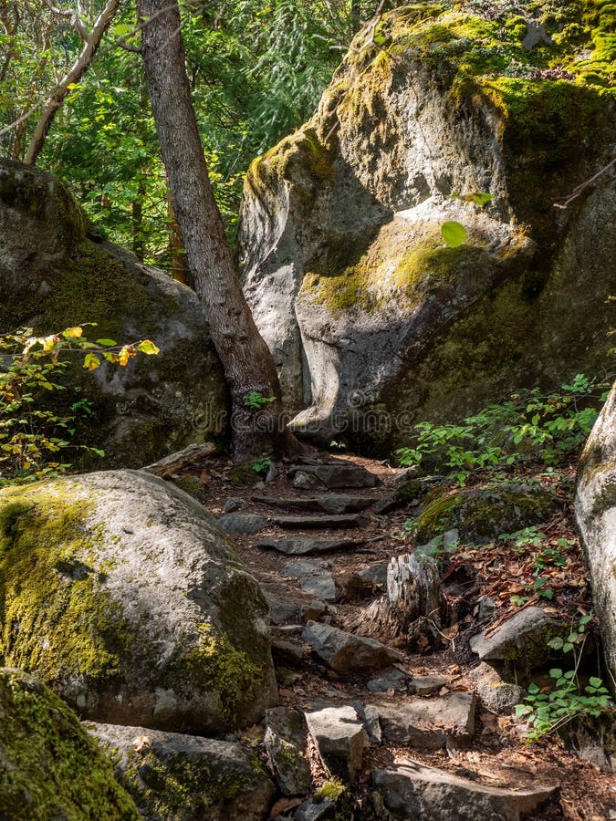 Forest trail stock photo. Image of threads, possibles - 173537680