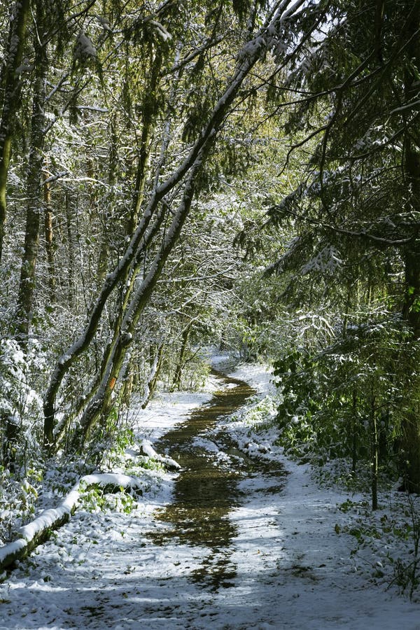 Forest Trail in a Snowy Forest Stock Photo - Image of green, wood: 61354700