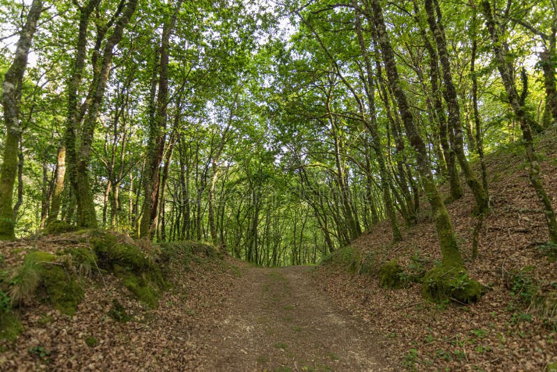 Trail through Spring Forest at Sunrise Path Deciduous on a Misty Sunny ...