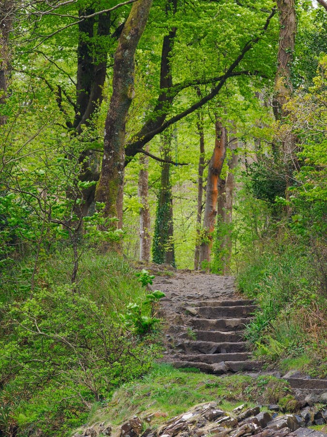Forest Trail with Steps and Trees Stock Image - Image of footpath ...