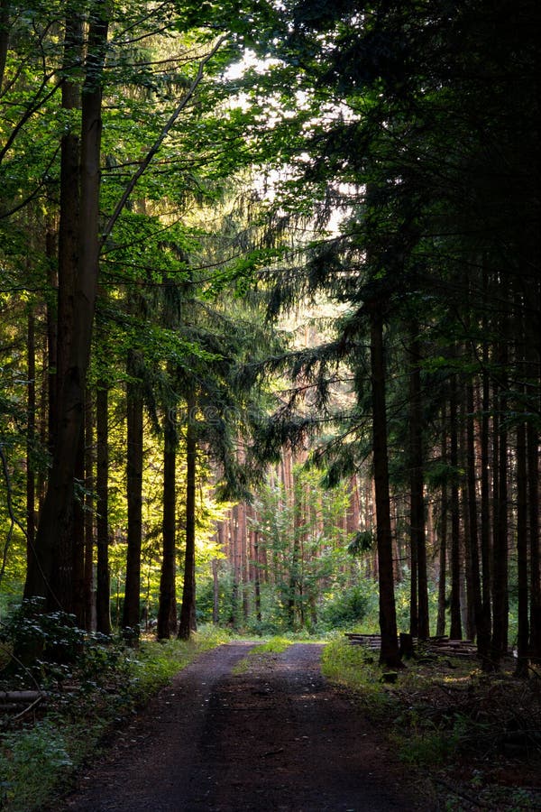 Forest trail in summer day stock image. Image of nature - 254747755