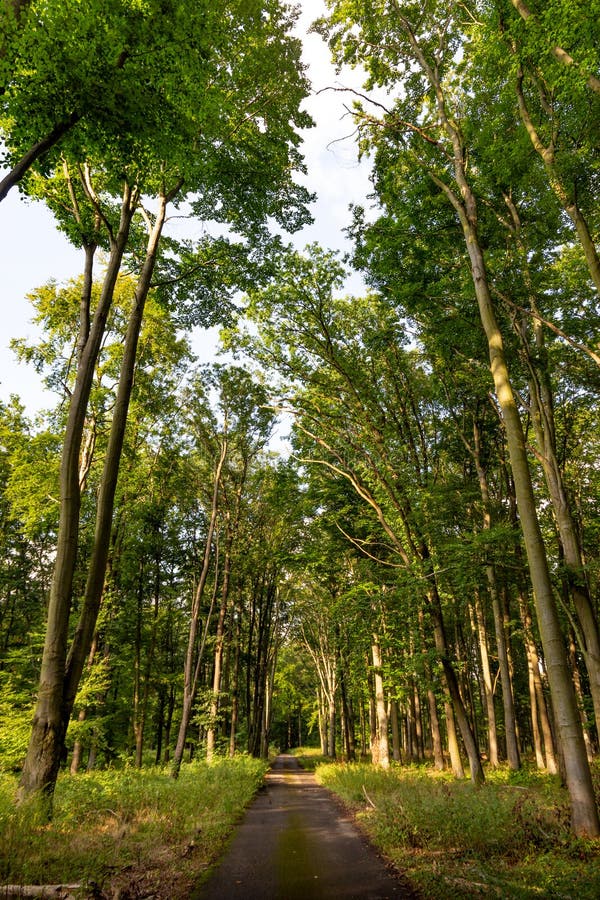 Forest trail in summer day stock photo. Image of fall - 254747780