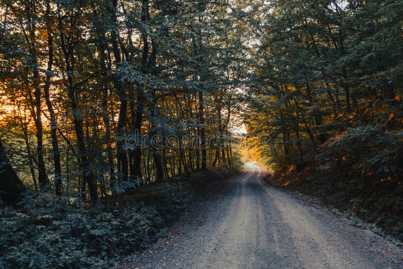 Forest Trail at Sunset Glow Stock Image - Image of tranquil, rural ...