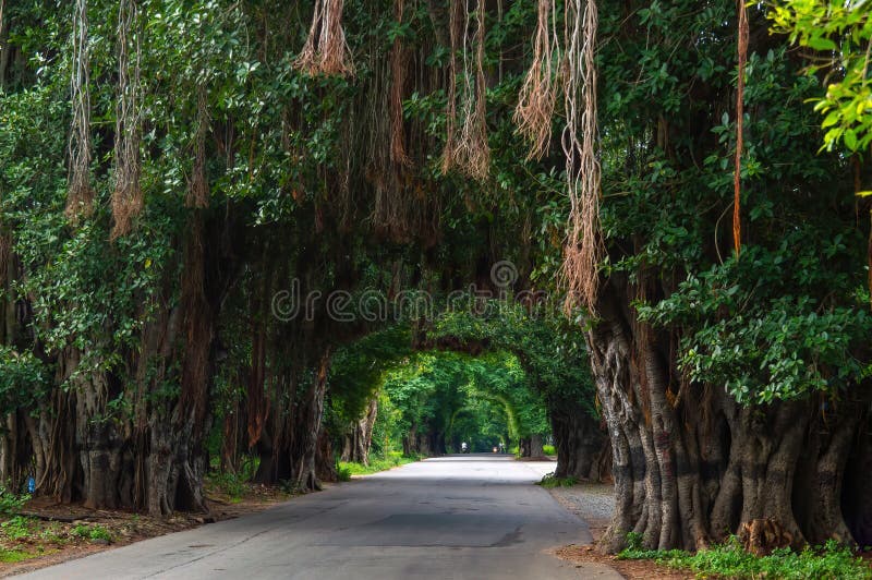 Forest Trail Surrounded by Banyan Tree Resulting Angle is Longest Way ...