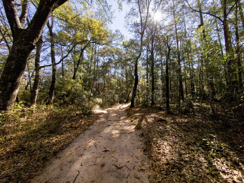 Forest Trail Surrounded in Greenery and Tall Trees in Eastern US ...