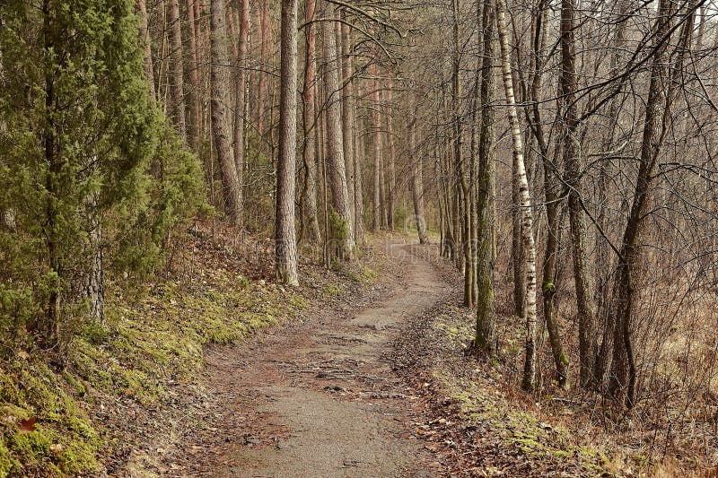 Forest walking route stock photo. Image of trail, bright - 306593816