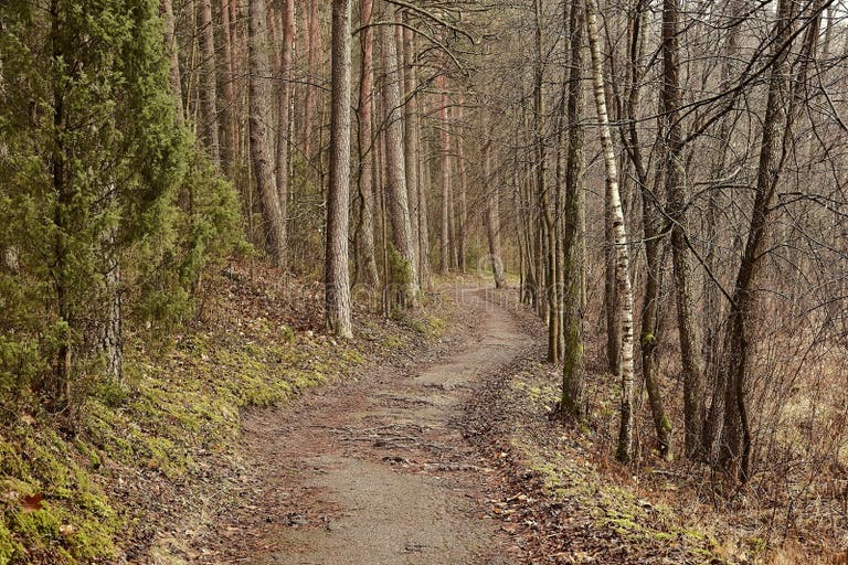 Forest walking route stock photo. Image of trail, bright - 306593816