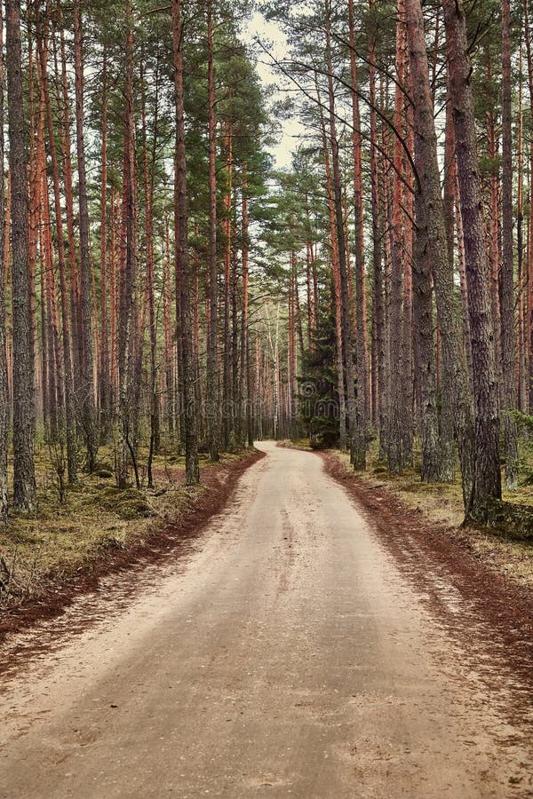 Forest walking route stock image. Image of path, outdoor - 296437863