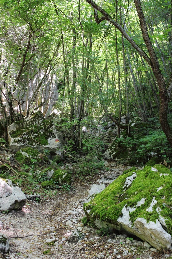 Forest trail stock image. Image of wooden, moss, road - 52438083