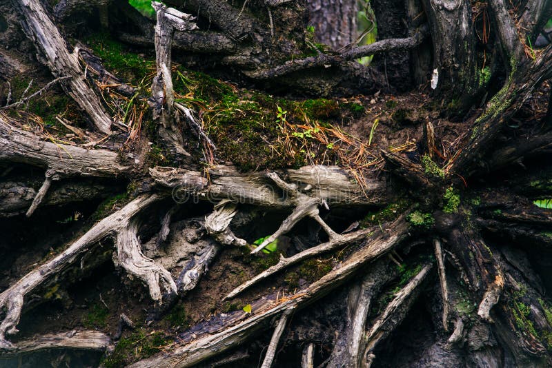 Forest Trail with Tree Roots. Hiking in Coniferous Forest Stock Image ...