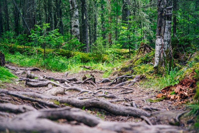 Forest Trail with Tree Roots. Hiking in Coniferous Forest Stock Photo ...