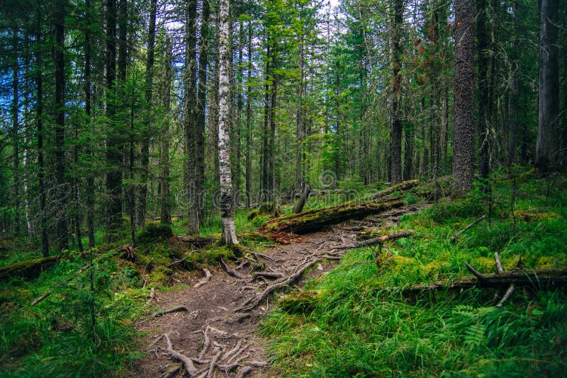 Forest Trail with Tree Roots. Hiking in Coniferous Forest Stock Image ...