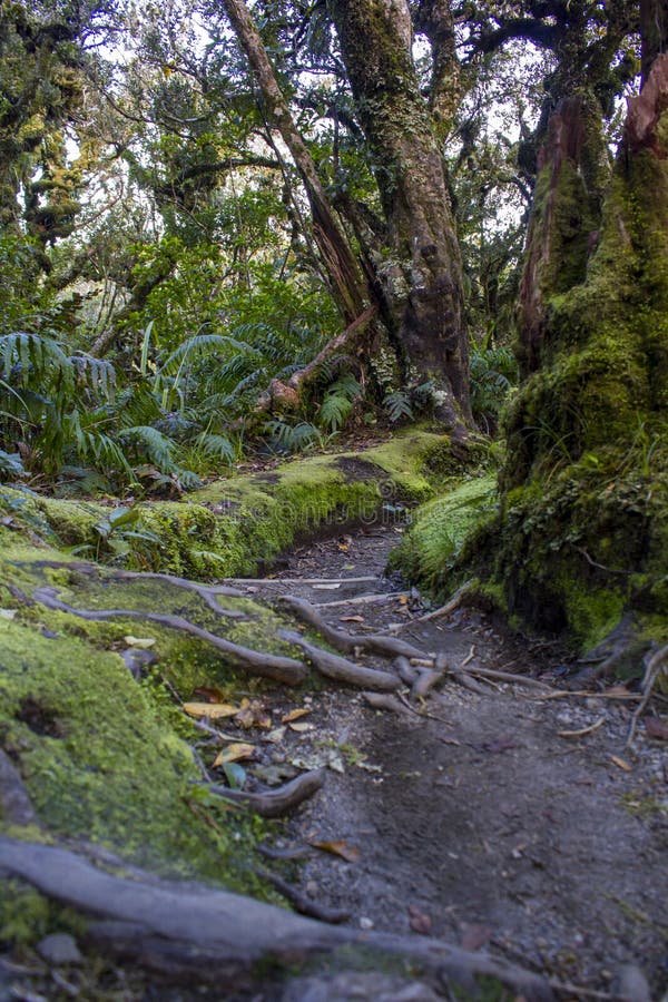Forest Trail with Tree Roots and Moss in the Ground Stock Photo - Image ...