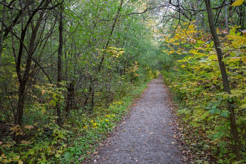 Forest Trail and Trees stock image. Image of trees, path - 161825869