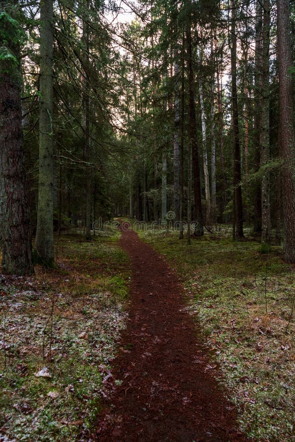 Forest Trail between Trees in Winter Stock Photo - Image of green ...