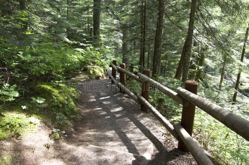 Forest trail stock image. Image of light, mountain, hiking - 43004451