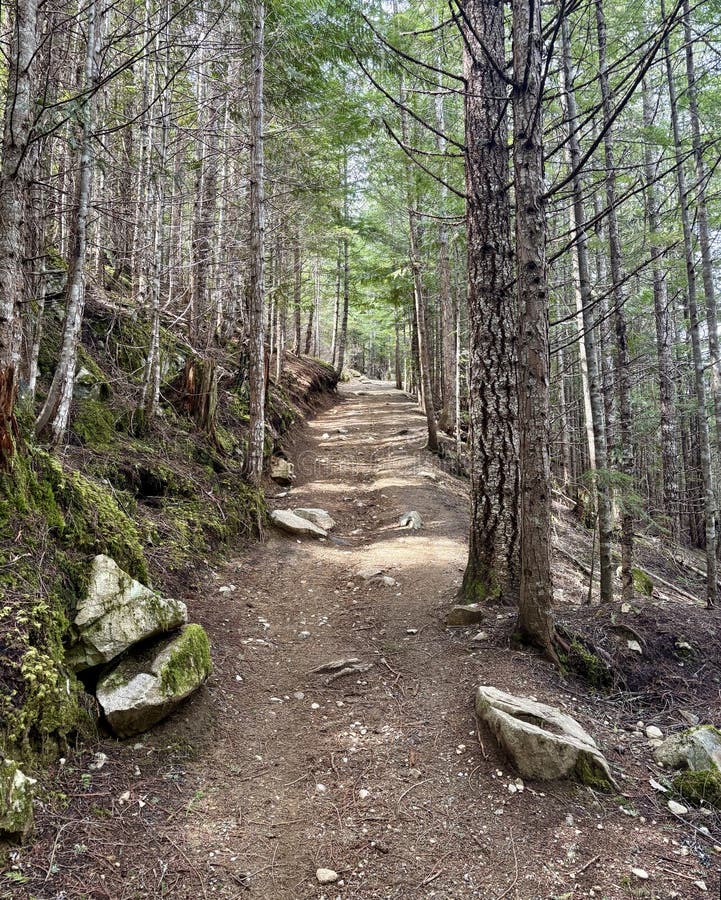 Dirt Hiking Trail through Coniferous Forest Stock Image - Image of ...