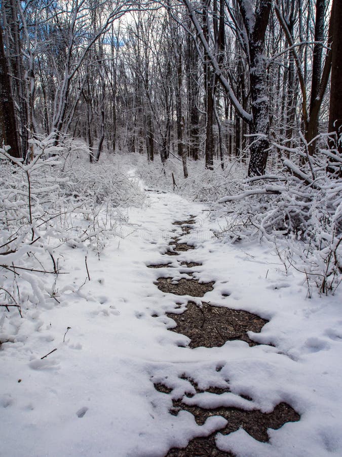 Forest Trail in Winter with Fresh Snow Stock Photo - Image of hiking ...