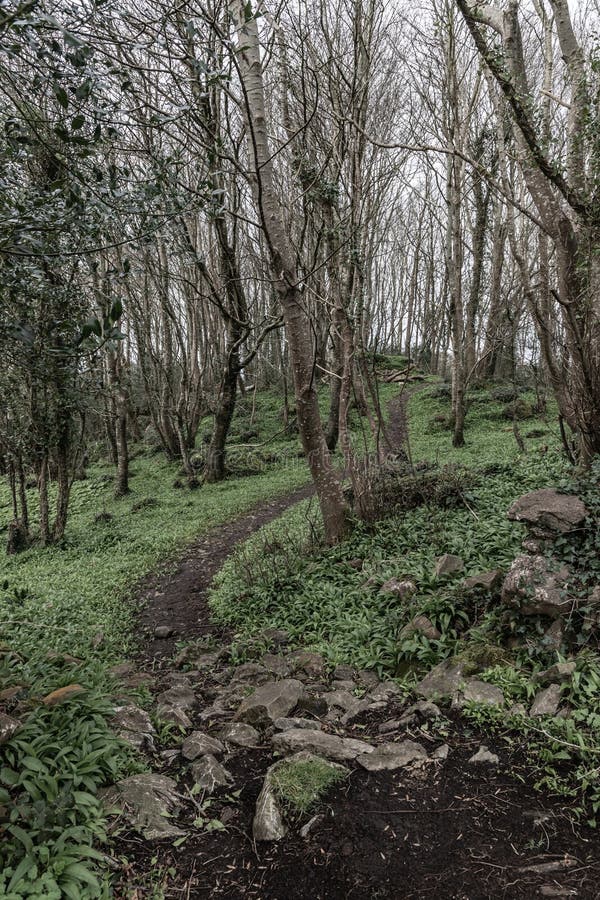 Forest trail in winter stock photo. Image of galway - 141483510