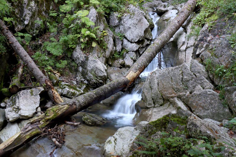 Forest trails stock photo. Image of ravine, river, wilderness - 345275526