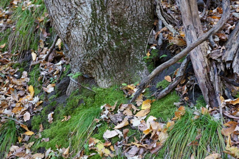 Moss around tree trunk stock photo. Image of hiking - 102237598