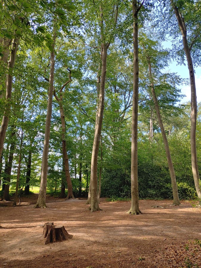 Forest Tree 2 stock photo. Image of plant, green, tree - 189453284